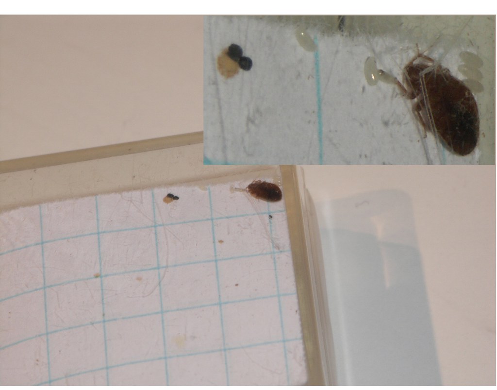 What Do Bed Bug Eggs Look Like? Your Guide to Identifying Bed Bug Eggs ...