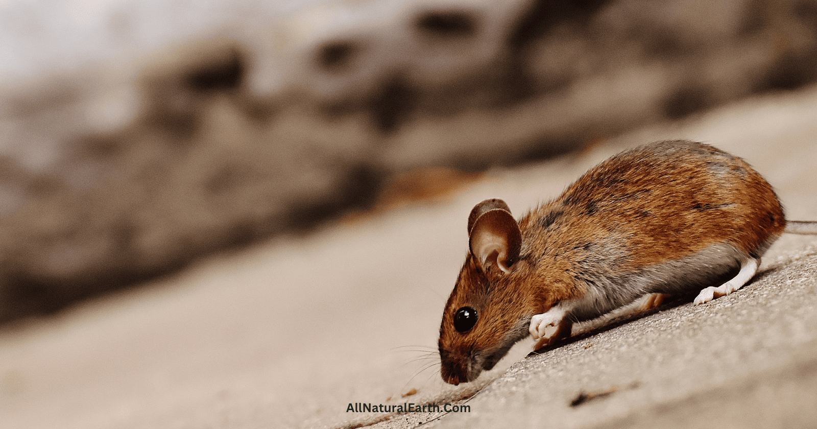 14 Surprising Myths and Facts About Mice - You Need to Know ...